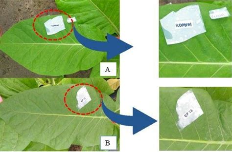 Hypersensitivity Test Of Pgpr Isolates A Control B Plants