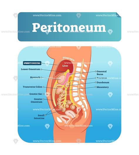 Peritoneum Anatomical Vector Illustration Cross Section Diagram