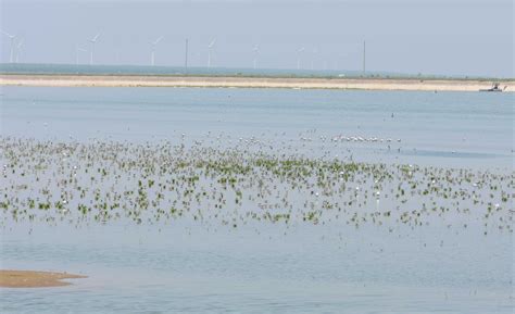 江苏黄海湿地研究院有限公司