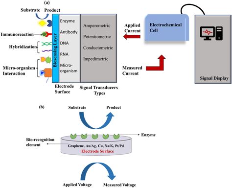 A Detailed Explanation Of Electrochemical Biosensors Components And B