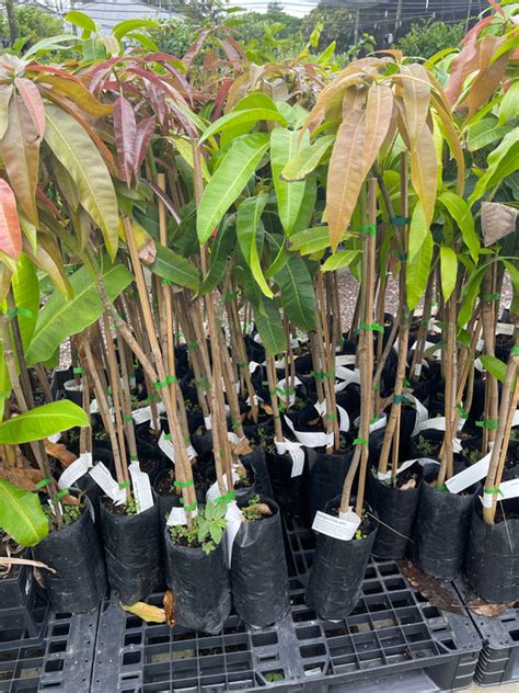 Buy Fruit Trees On Sale While Stocks Last Ross Creek Tropicals Page