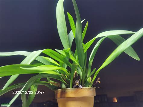 Mormolyca Richii Orchid
