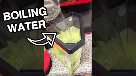 The CRAZIEST Way To Do A Water Change Fish Tank Review 194 YouTube