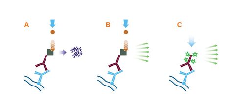 Schematic Representation Of Western Blotting And Detection