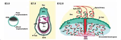 Placental Structure In The Mouse Figures Depict Early Development Of