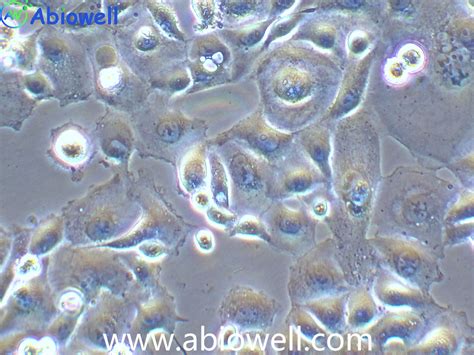 细胞系长沙艾碧维生物科技有限公司