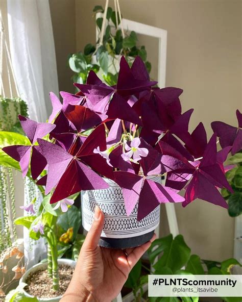 Shop Oxalis Oxalis Tuber Triangularis Burgundy Wine S Online