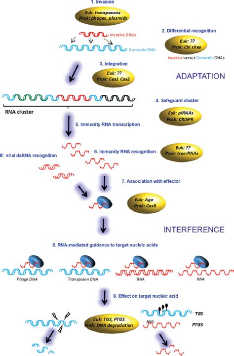 Comparison Showing The Close Resemblance Of Prokaryotic And Eukaryotic