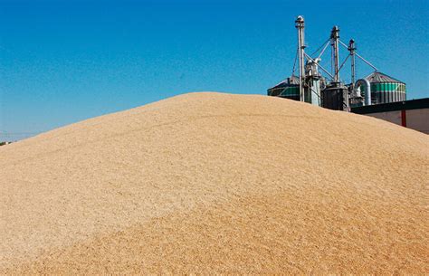 Frenazo En Seco En Los Precios De Los Cereales Que Ve Cómo El Trigo