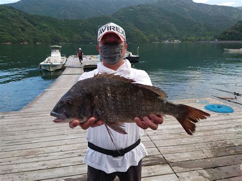 筏・磯釣り 国丸渡船 三重県 南伊勢 グレ・チヌ・アオリイカ｜チヌ50㎝