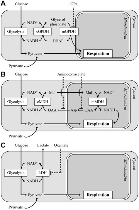 Glycolytic Metabolism Of Glucose To Pyruvate Involves The Reduction Of