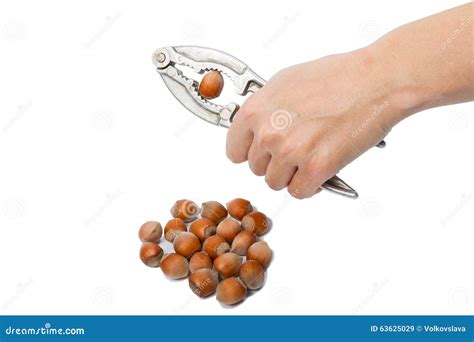 Cracking The Nut Stock Image Image Of Eating Background 63625029