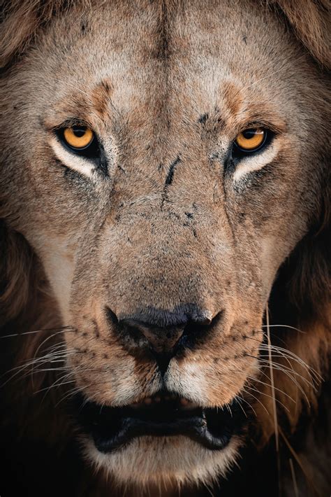 Simba From The Lion King Photos Download The Best Free Simba From The