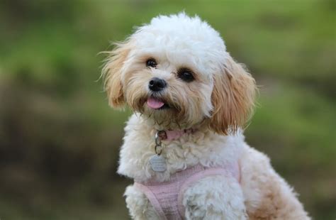 Miniature Maltese Poodle Mix