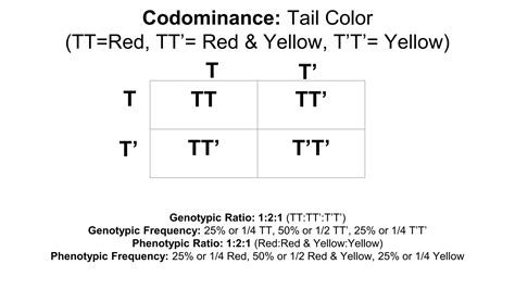 copy of monohybrid crosses pptx genetics science