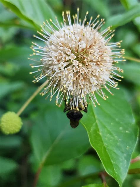 Buttonbush Brandywine Native Garden Hub