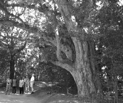 The Same Tree In The Lowest Branch To The Left Has Broken Download Scientific Diagram