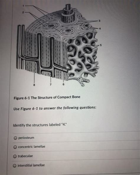 Solved 2 Figure 6 2 Endochondral Ossification Use Figure 6 2