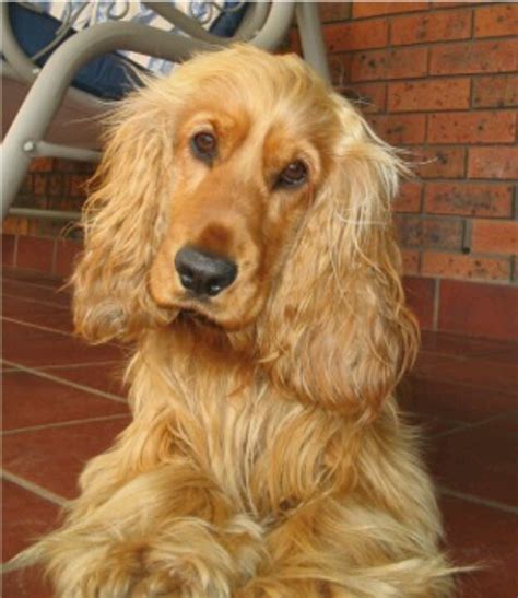 Lovely English Cocker Spaniel