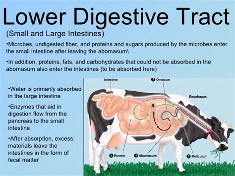 Bovine Digestion