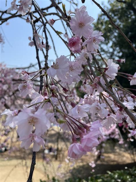 On Twitter Rt Sakura