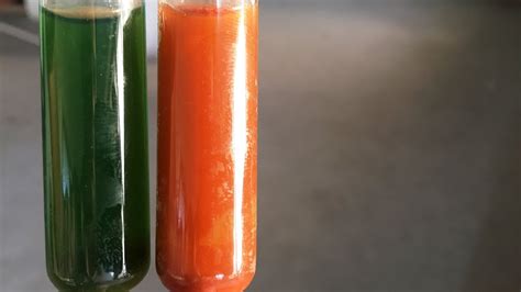 Test For Glucose In Urine With Benedicts At Jonathan Middleton Blog