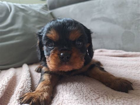 Chiots de race Cavalier King Charles Spaniel à vendre 1 femelle 2