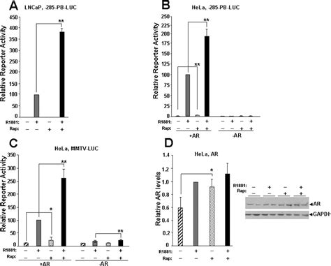 Figure 3 From Pi3k Akt Mtor Pathway Is Dominant Over Androgen Receptor