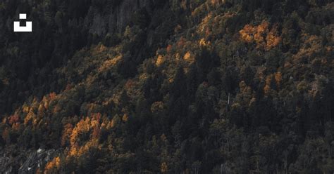 나무로 뒤덮인 숲 위를 날아가는 비행기 사진 Unsplash의 무료 녹색 이미지