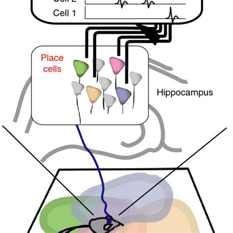 Pdf Neural Dynamics Of The Cognitive Map In The Hippocampus