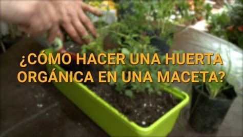 Tutorial cómo crear tu propia huerta orgánica en una maceta Infobae
