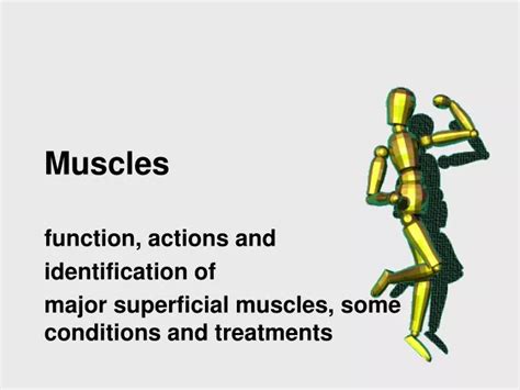 Ppt Muscles Powerpoint Presentation Free Download Id1348646