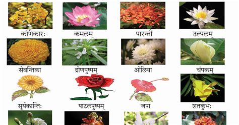 Flowers Name In Hindi English And Sanskrit Best Flower Site
