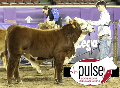Cattlemens Congress Open Bulls Braford The Pulse