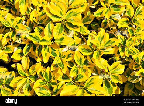 Haie Jaune Banque De Photographies Et Dimages à Haute Résolution Alamy