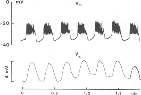 Simultaneous Recordings Of The Intracellular Potential Vm And The