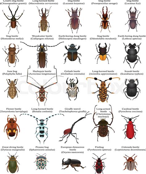 Beetles Stock Vector Colourbox