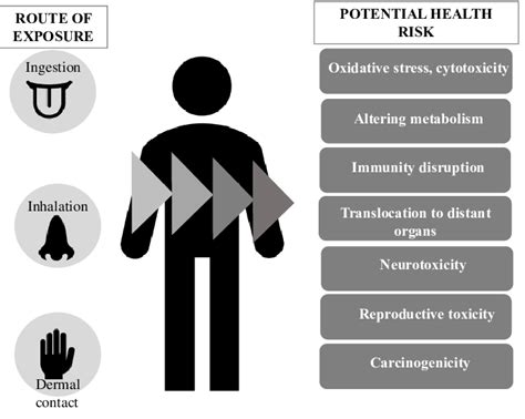 Impact Of Microplastic On Human Health Download Scientific Diagram