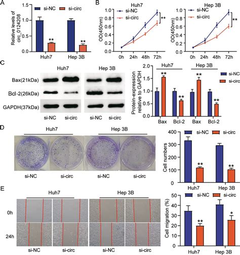 Hcc Cells Were Inhibited In Vitro By Circ0124208 Knockdown And