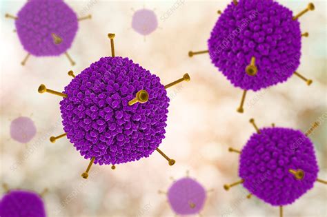 Adenovirus Structure Illustration Stock Image F0211413 Science