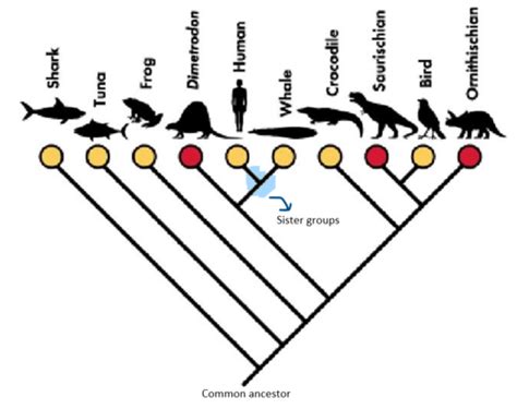 Phylogeny Flashcards Quizlet
