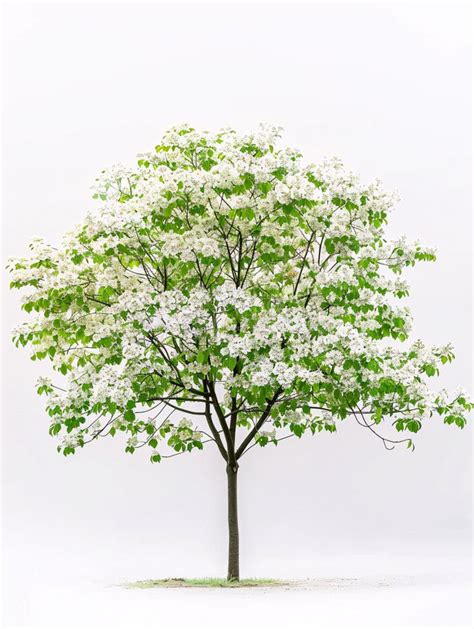 Different Types Of Tree Isolated On A Solid White Background Stock Illustration Illustration