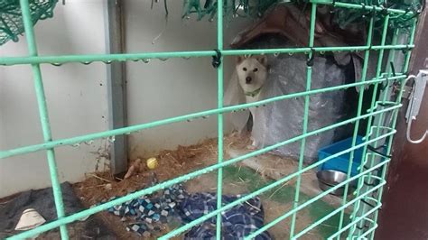 비가 와서 산책나가지 못하는 공장개의 모습에 자꾸 발걸음이 멈춘다 L 비로 인해 산책 나가지 못하는 공장개의 표정 L 비가 와서 집에서 고개를 내밀고 저러고 있다 Youtube