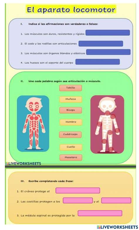 Aparato Locomotor Online Exercise