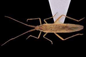カメムシ目 HemipteraINSECT Minoh City