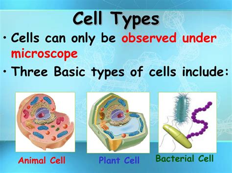 Ppt Basic Structure Of A Cell Powerpoint Presentation Free Download