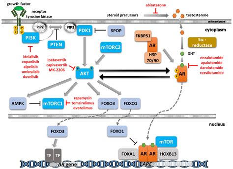 IJMS Free Full Text Addressing The Reciprocal Crosstalk Between The