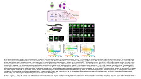 Dumont Lab Kinetochore Component Function In C Elegans Oocytes