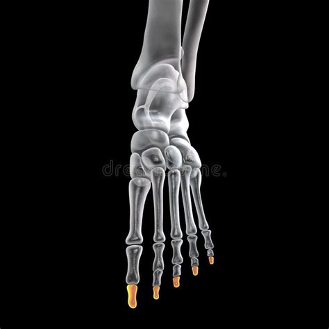 Distal Phalanges Of The Foot 3d Illustration Stock Illustration Illustration Of Cuneiforms