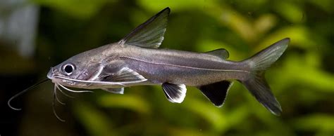 Arius Seemanni Akvarieandroidedk